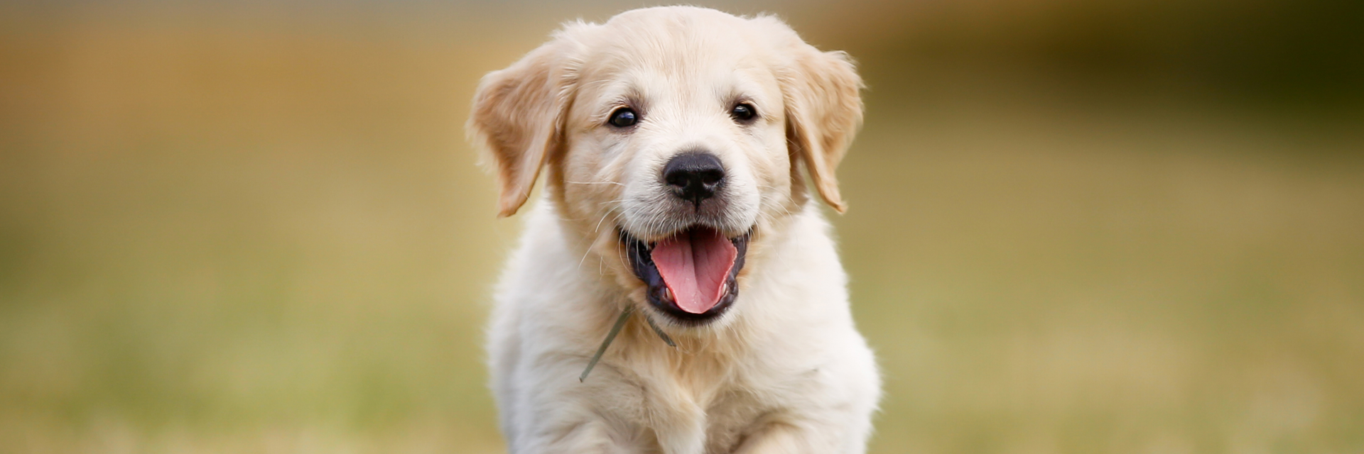 Bluegrass Animal Products – Bluegrass Animal Products