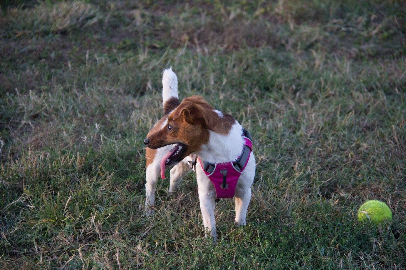 Bringing a New Puppy Home – Bluegrass Animal Products